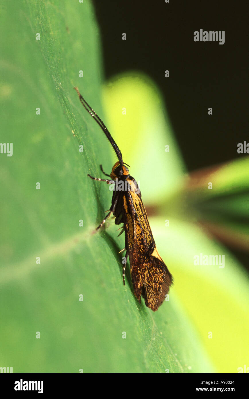 Esperia hi-res stock photography and images - Alamy