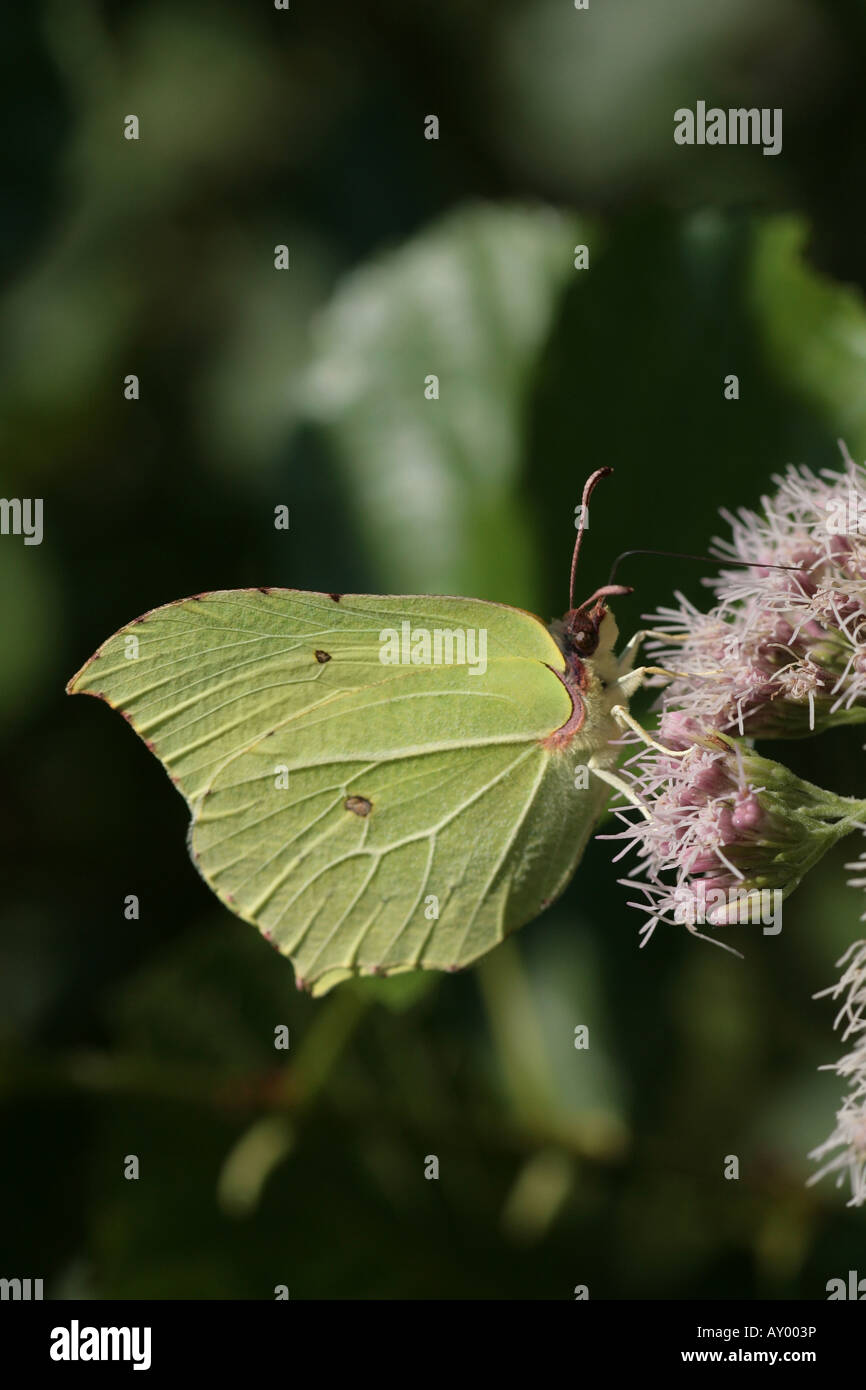 Brimstone at rest hi-res stock photography and images - Alamy