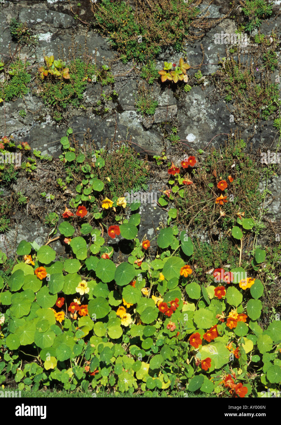 Nasturtium flowers hi-res stock photography and images - Alamy