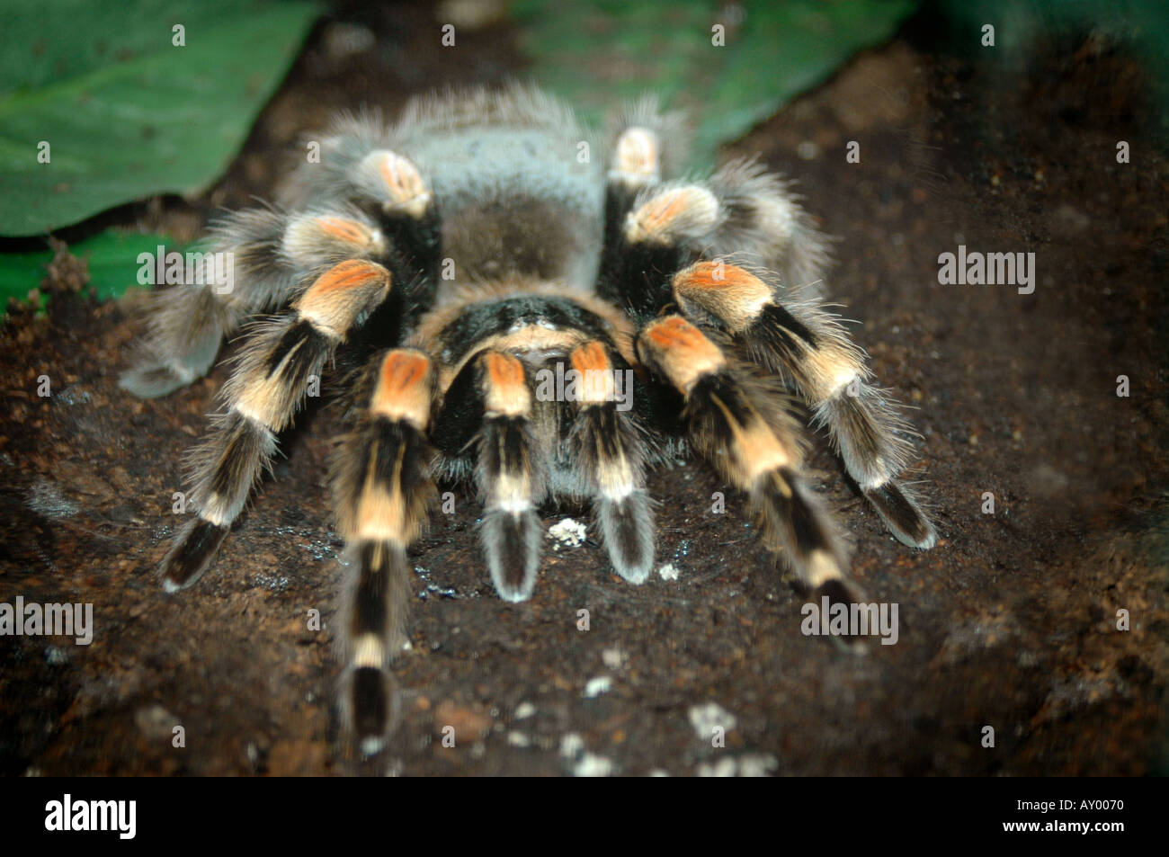 Red Kneed Tarantula Stock Photo - Alamy