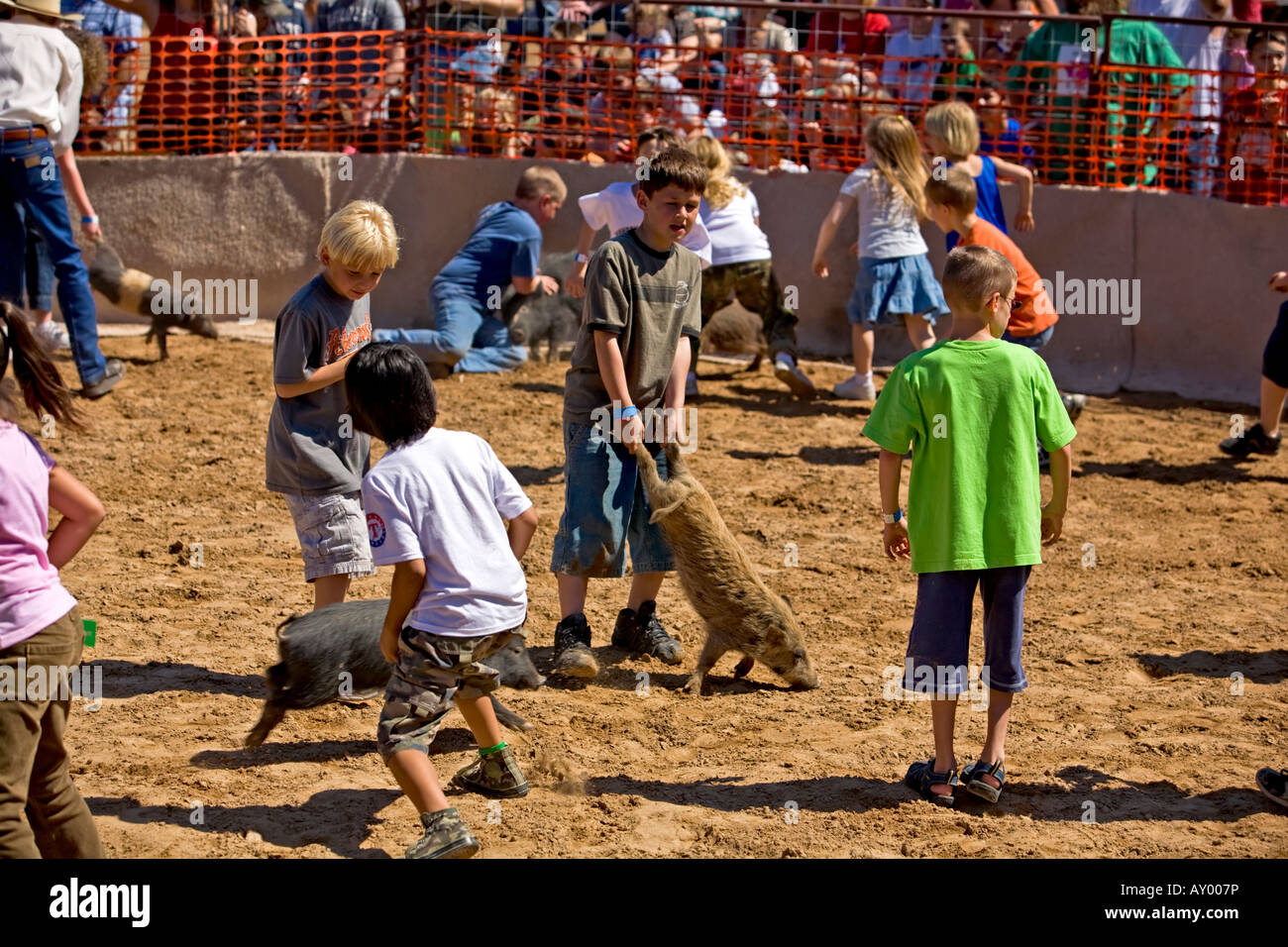 Wild pig kids catch at rodeo Stock Photo - Alamy