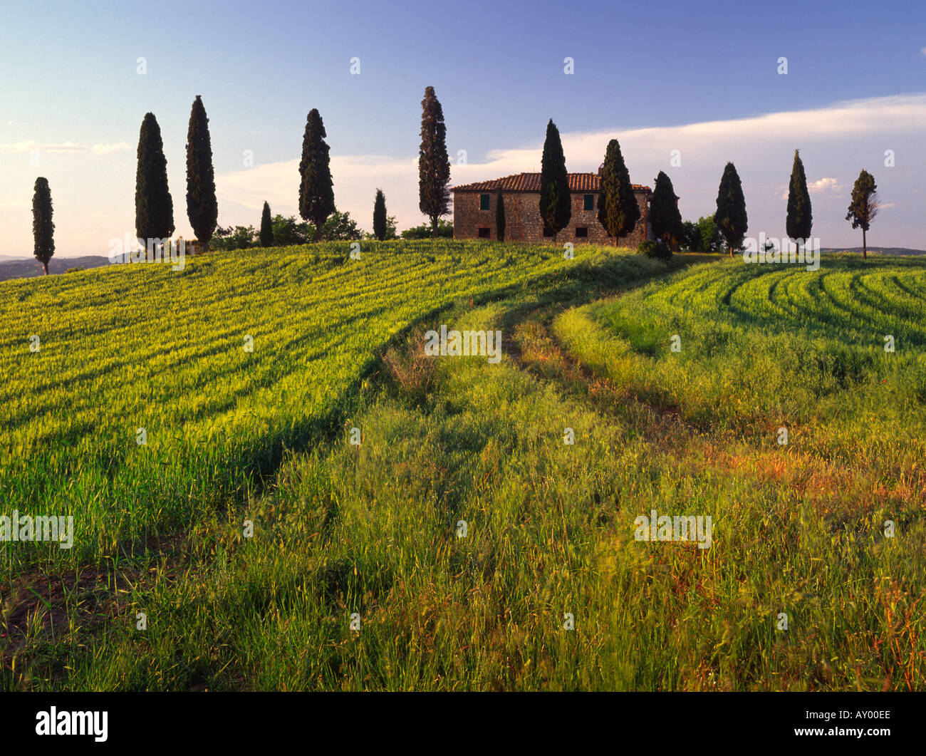 Farm with cypress trees hi-res stock photography and images - Alamy
