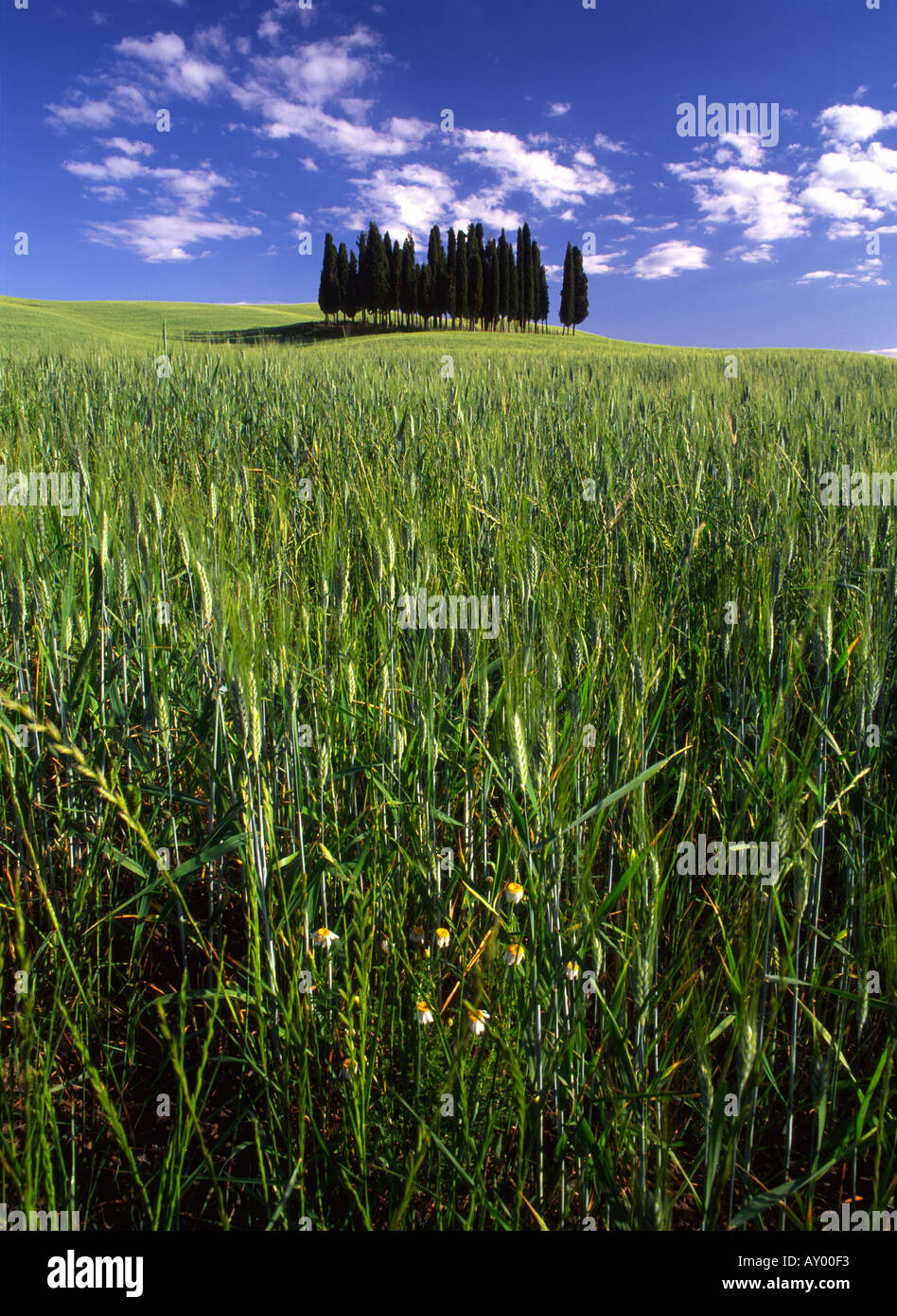 Cypress tree in a Tuscan Field Among the most photographed trees in the ...