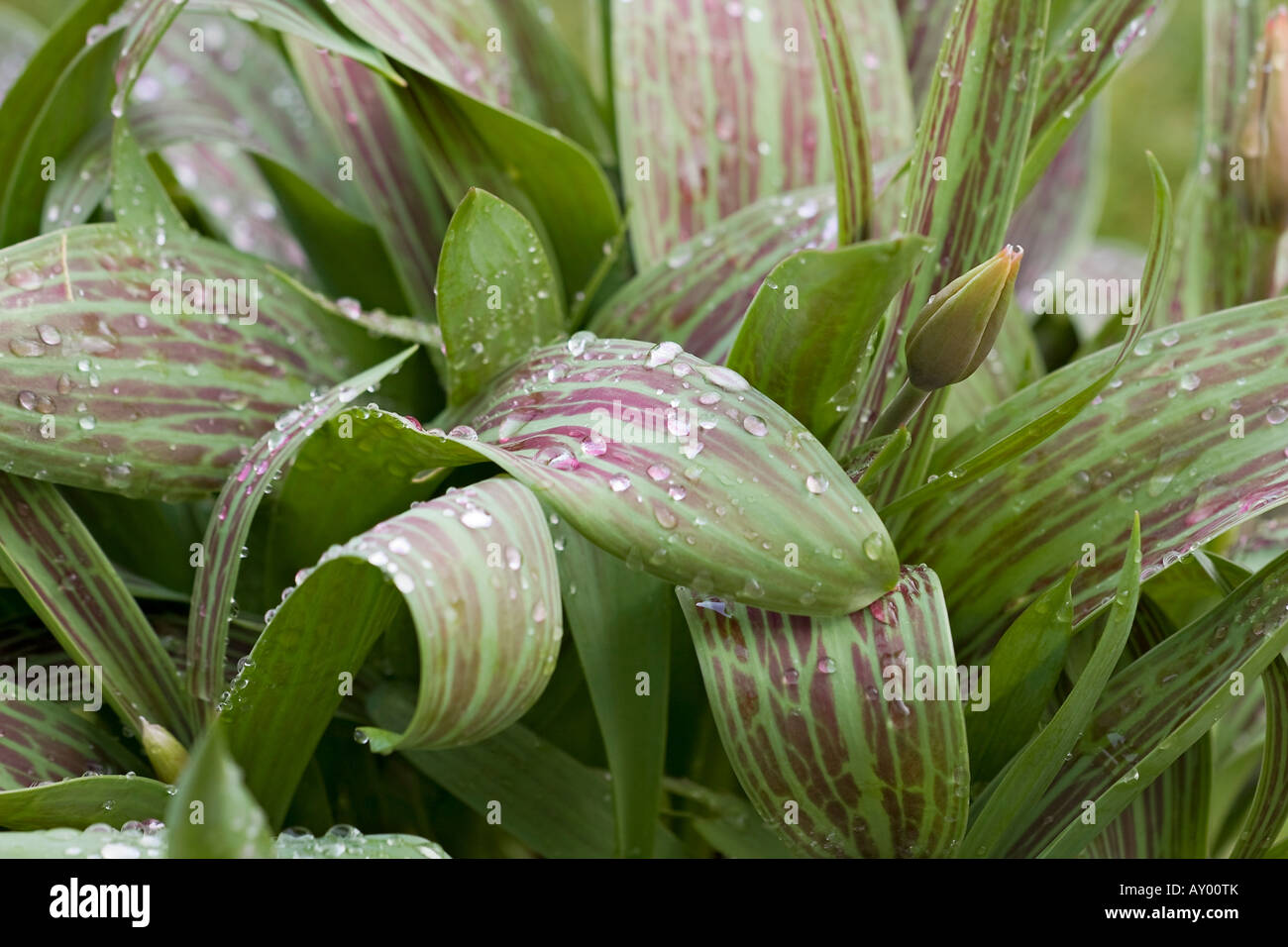 Rain shower hi-res stock photography and images - Alamy