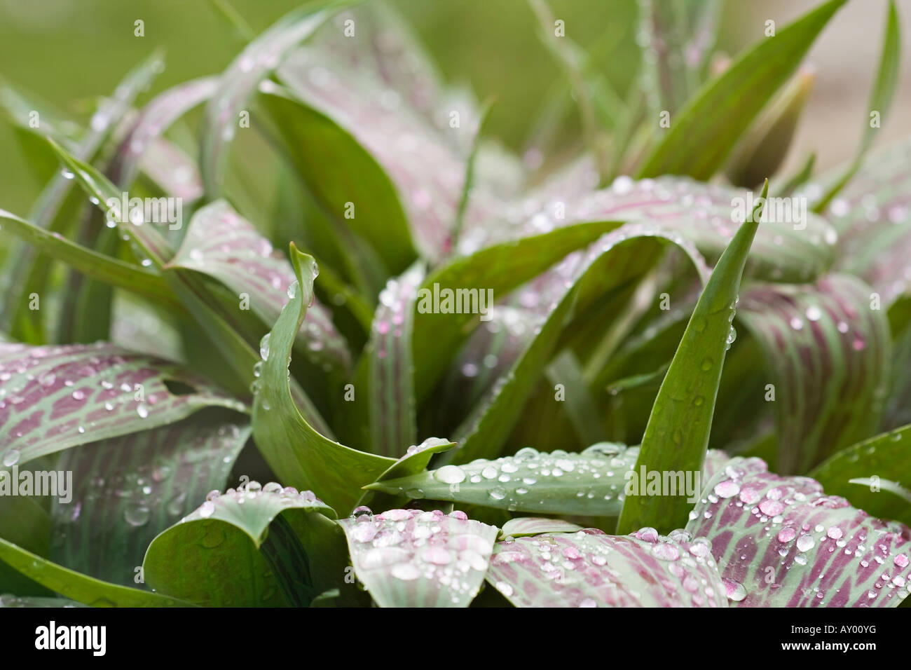 Rain shower hi-res stock photography and images - Alamy