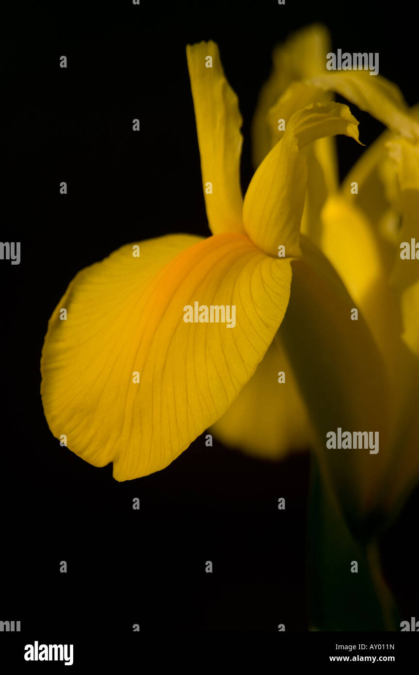 Dutch iris Iridaceae hollandica "Royal Yellow Stock Photo - Alamy