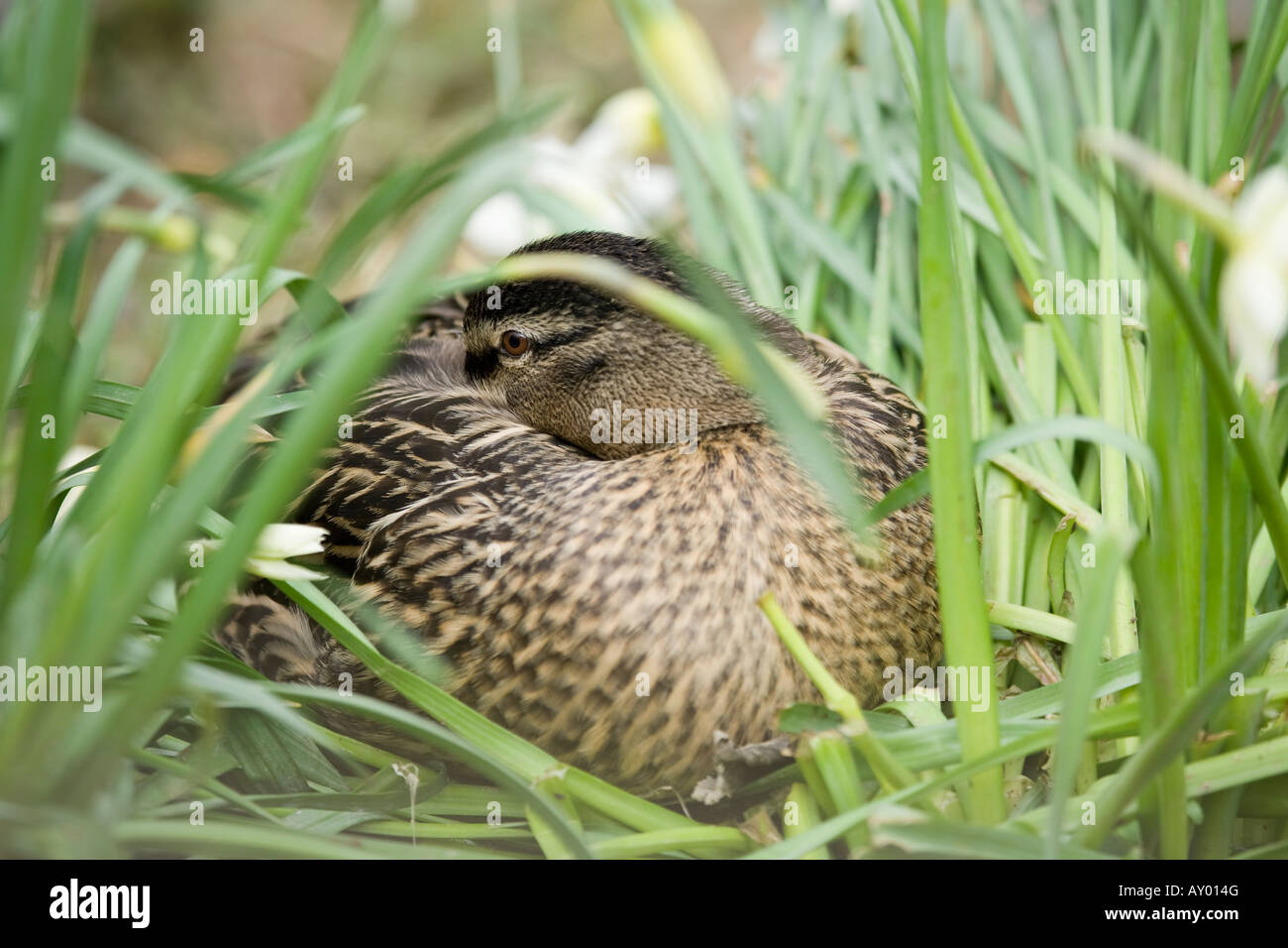 Sleeping duck hi-res stock photography and images - Alamy