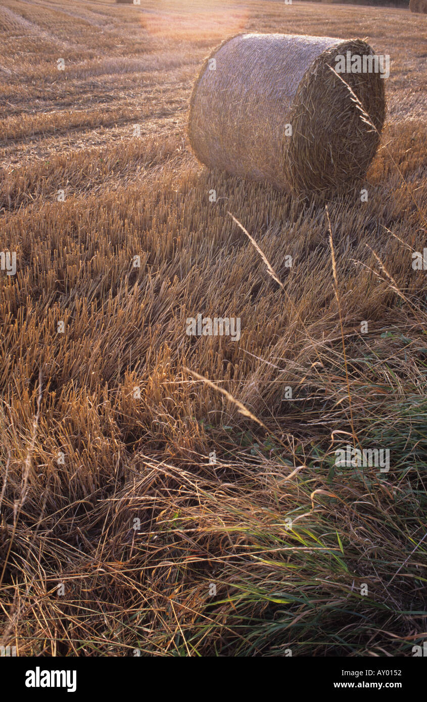 bale of hay sitting in a field of stubble with evening sun light coming ...