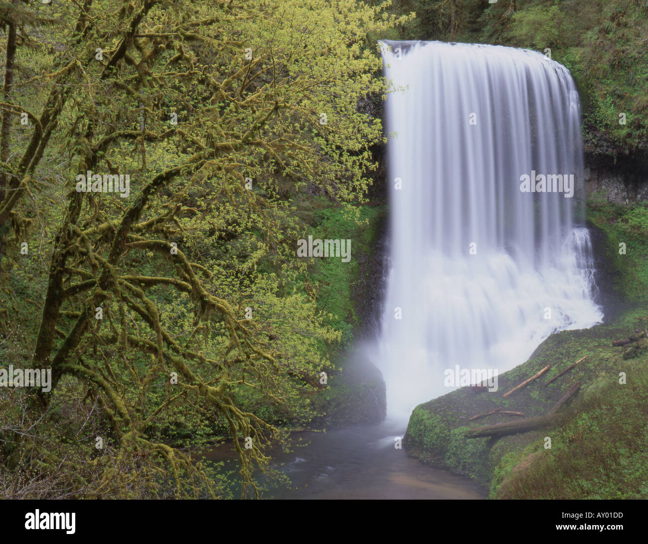 Oregon s Silver Falls State Park and Middle North Falls in spring Stock ...