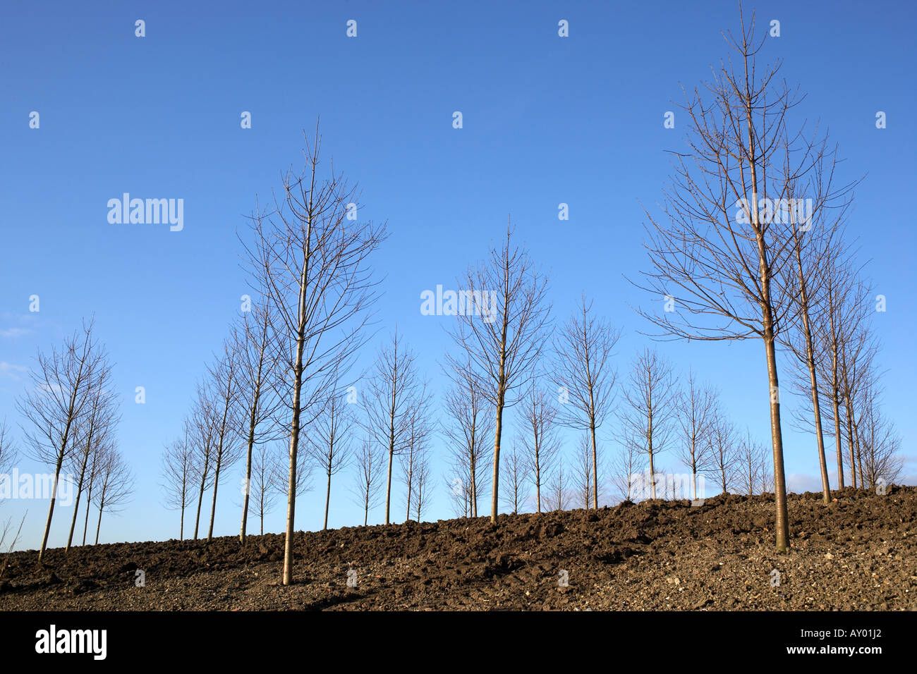 Trees planted on the verge of the M25, England Stock Photo - Alamy