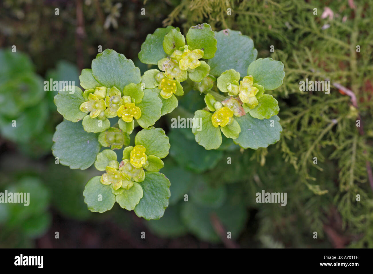 Opposite-leaved golden saxifrage Stock Photo - Alamy