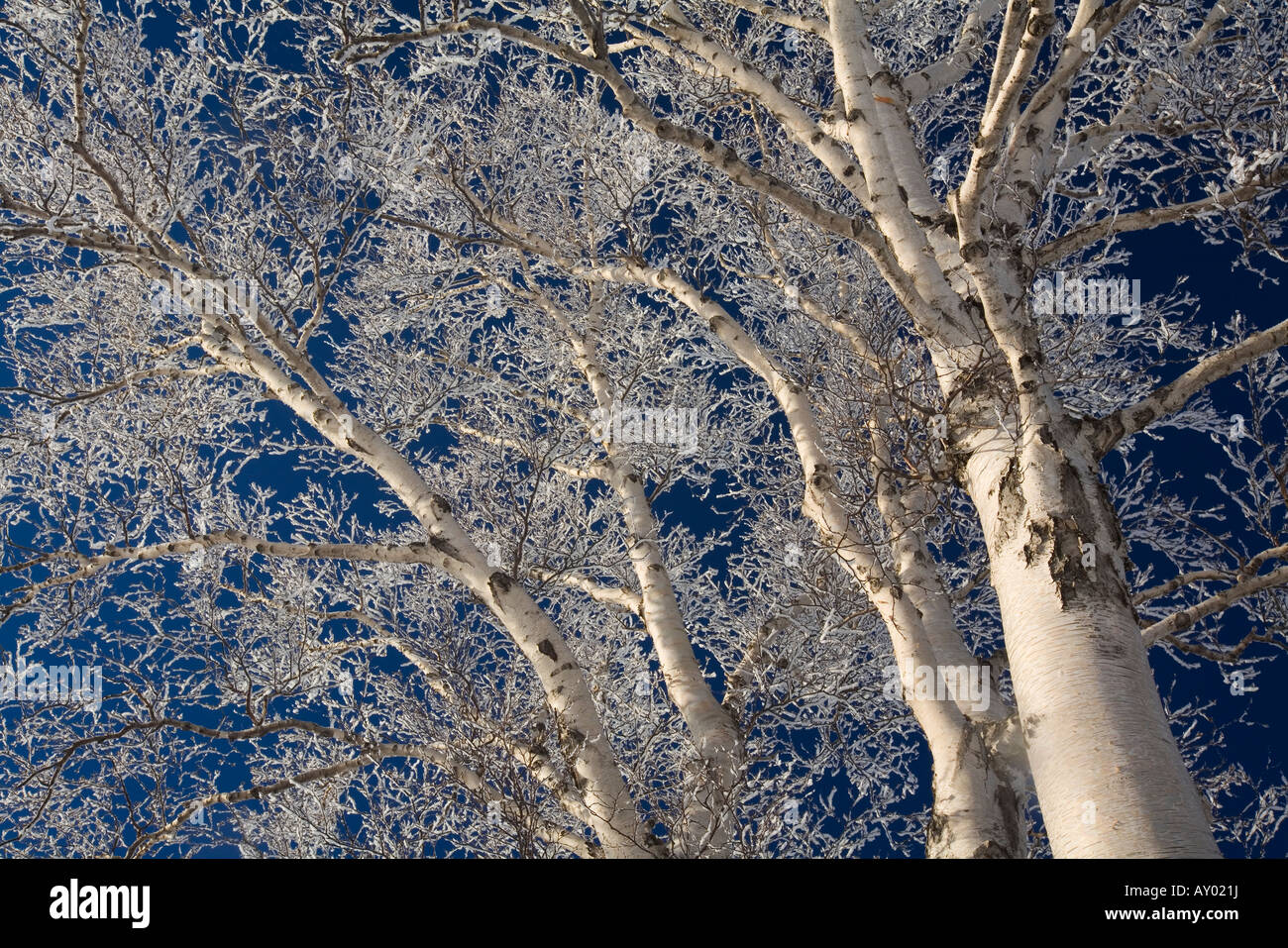 Radiation frost hi-res stock photography and images - Alamy