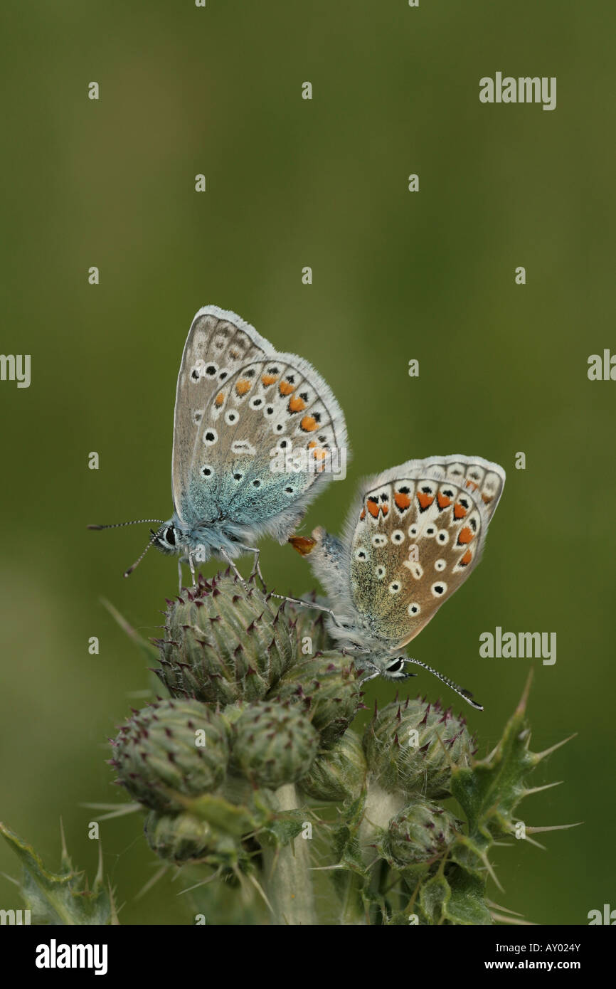 British summer butterflies hi-res stock photography and images - Alamy