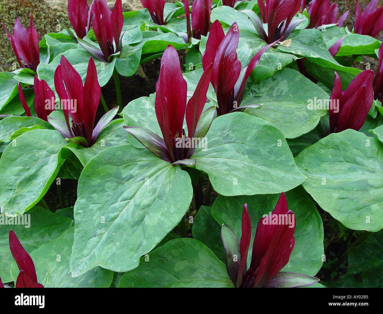 Sessile flowers hi-res stock photography and images - Alamy