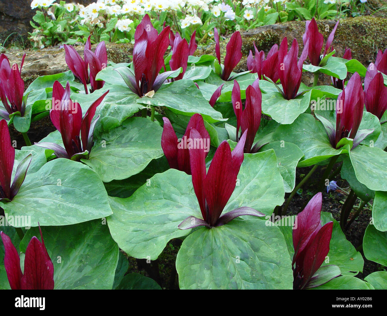 Sessile flowers hi-res stock photography and images - Alamy