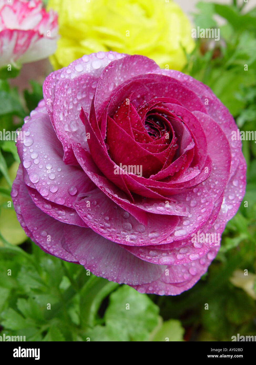 Ranunculus asiaticus Accolade Series Mauve purple Stock Photo - Alamy