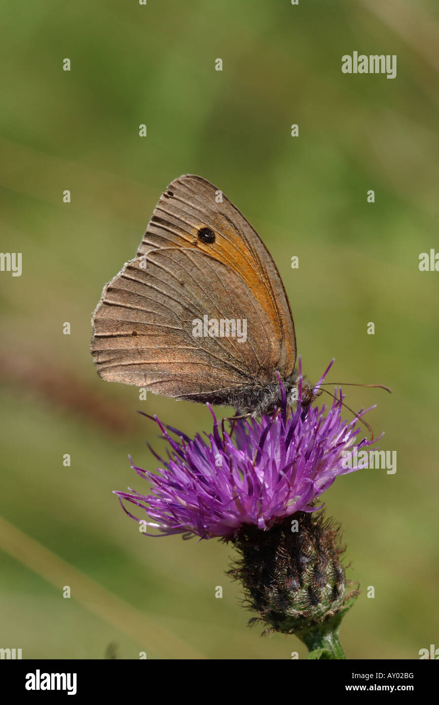 Meadow brown butterfly Stock Photo - Alamy