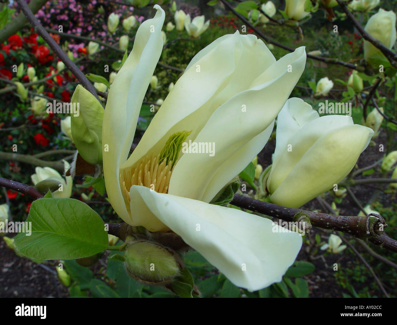 Yellow fever magnolia hi-res stock photography and images - Alamy
