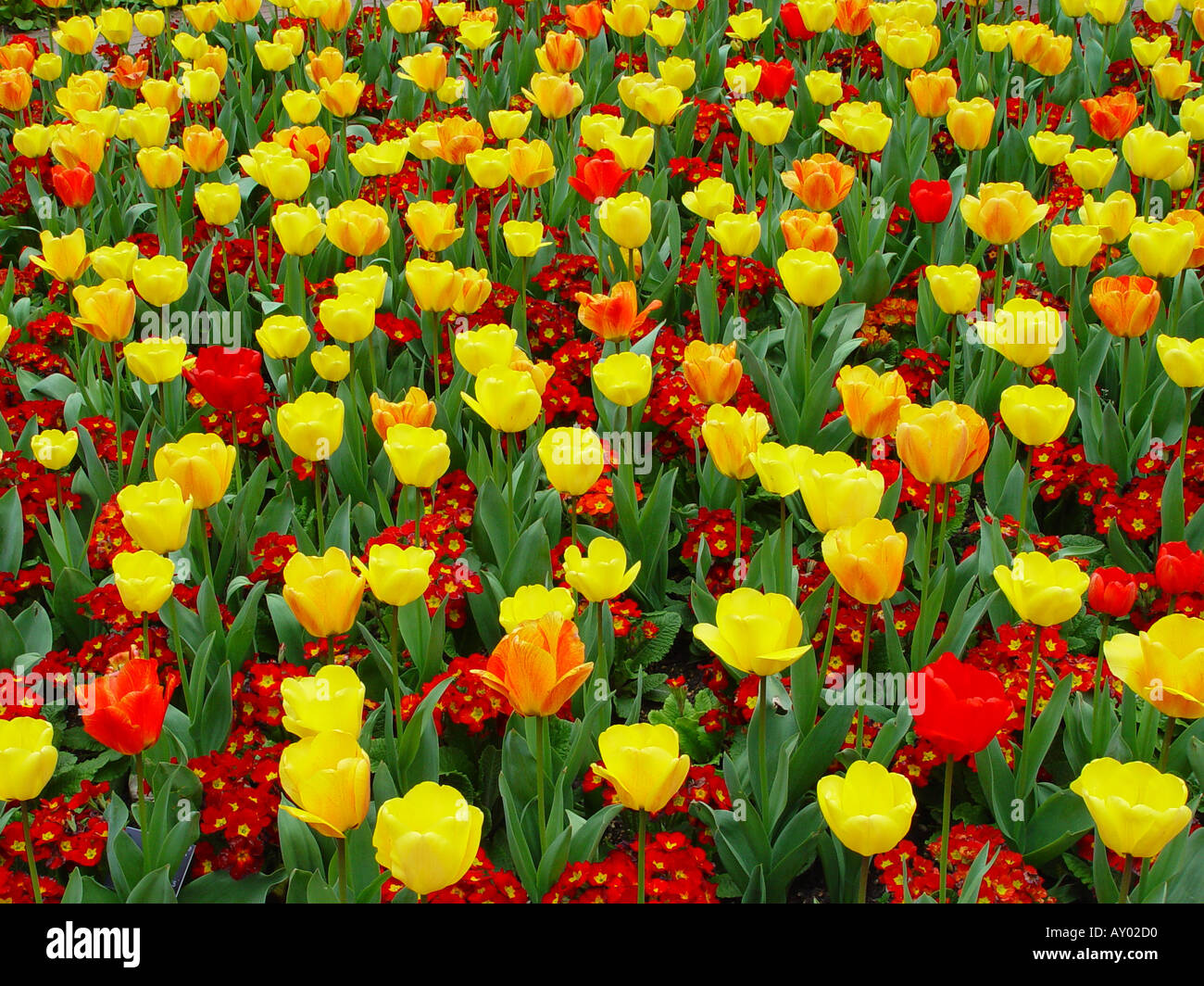 Flower bed of Primula Polyanthus Crescendo Red Tulip Beauty of ...