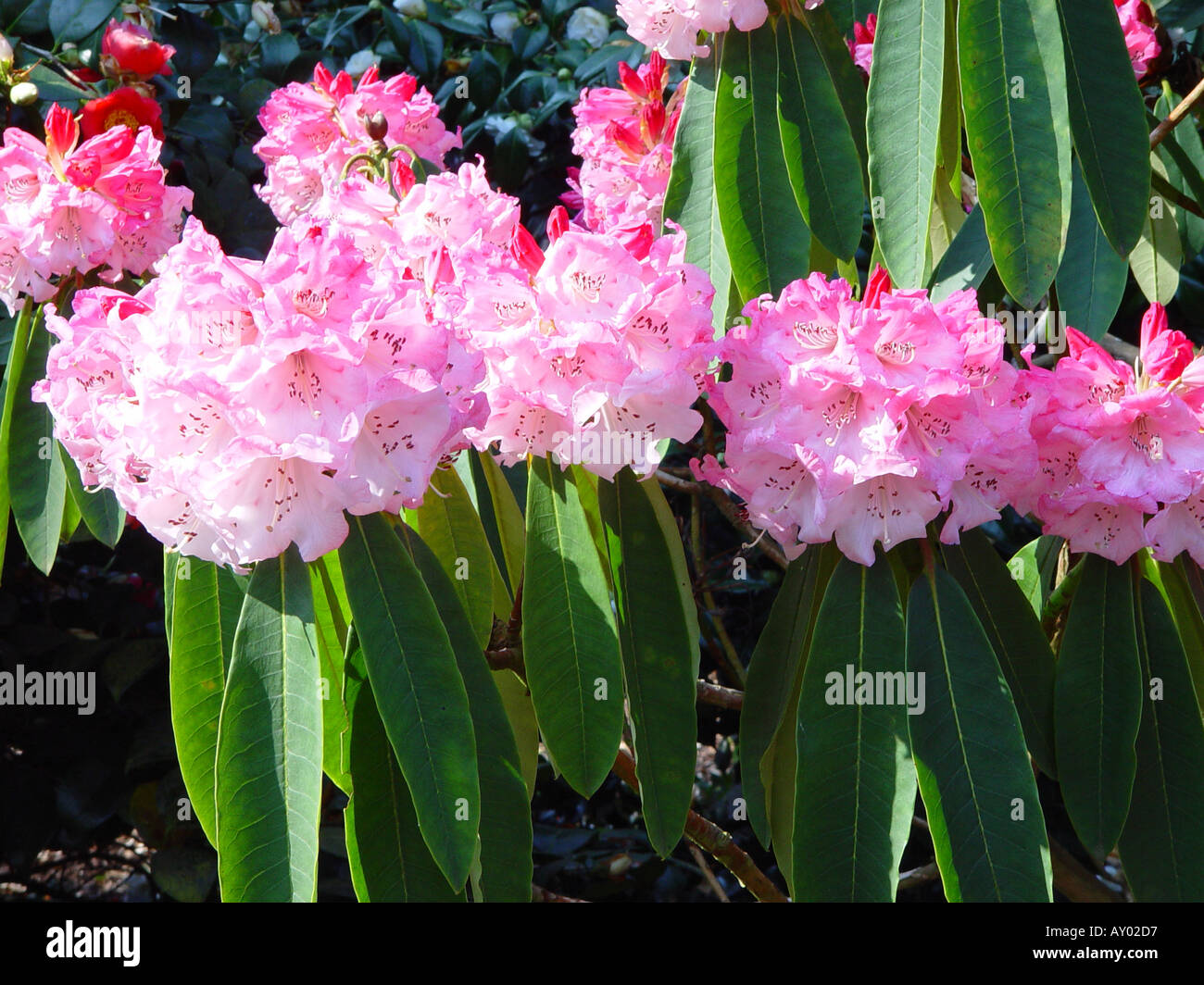 Hopwood hi-res stock photography and images - Alamy