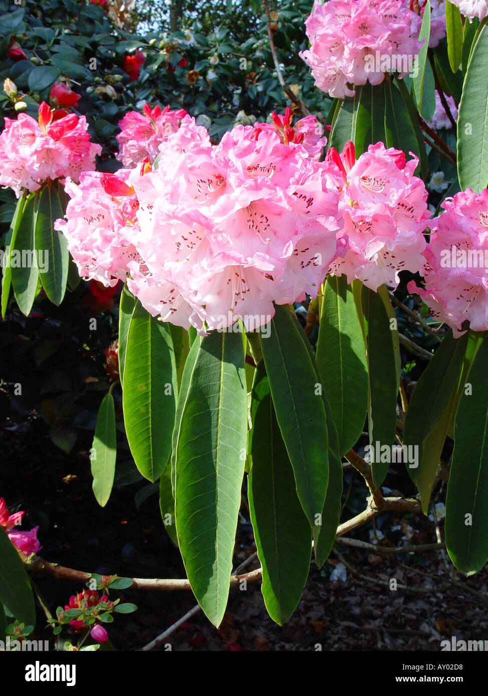 By hopwood hi-res stock photography and images - Alamy