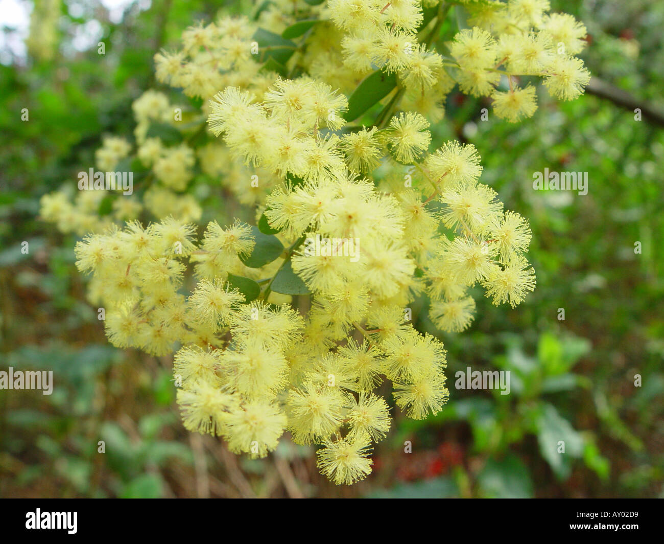 Acacia pravissima The Wattle Bush Stock Photo - Alamy
