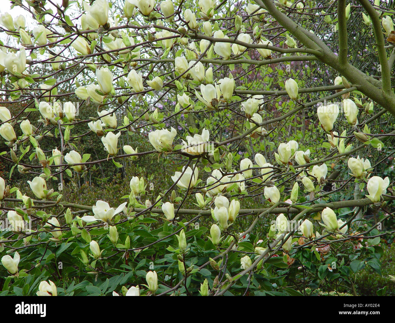 Magnolia x soulangeana Yellow Fever The Tulip Tree Stock Photo - Alamy