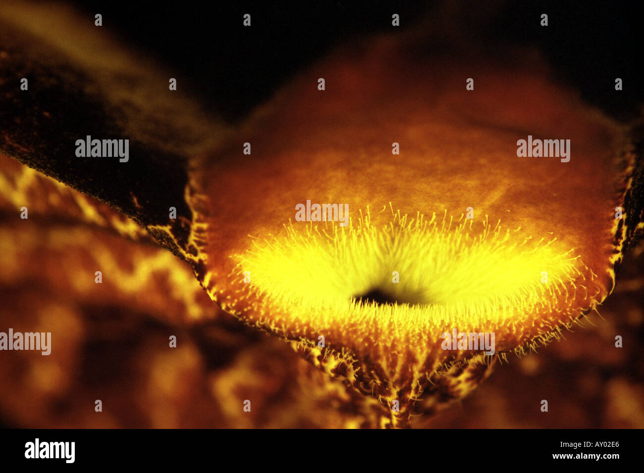 Detail of opening in Dutchmans Pipe Stock Photo - Alamy