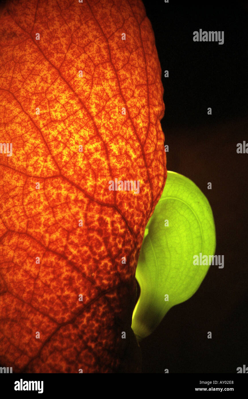 Backlit side view of Dutchmans Pipe A Gigantea Stock Photo - Alamy