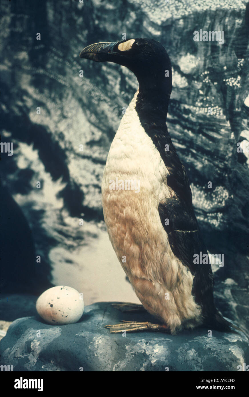 Great auk hi-res stock photography and images - Alamy