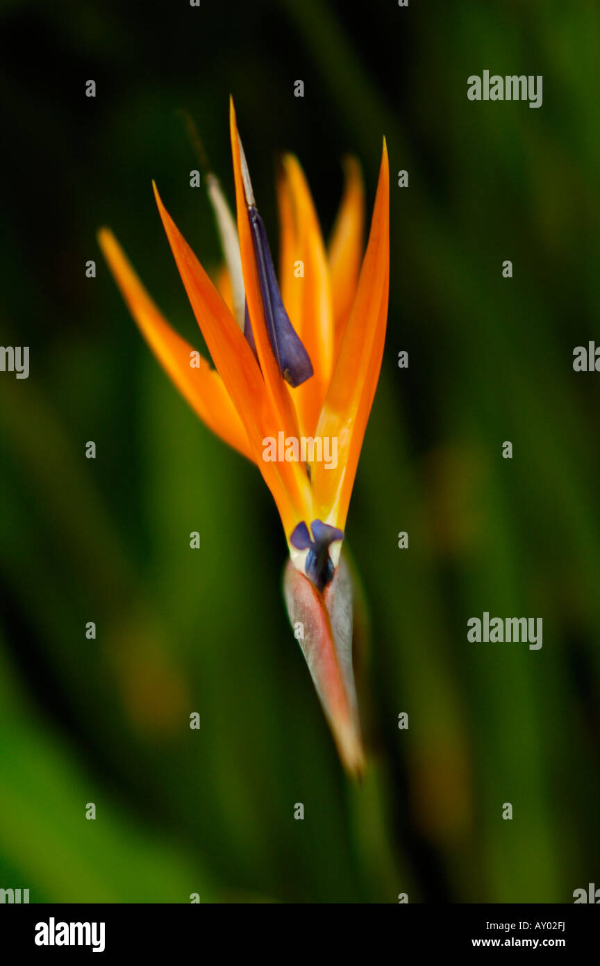 bird of paradise flower close-up (strelitzia reginae, strelitziaceae ...