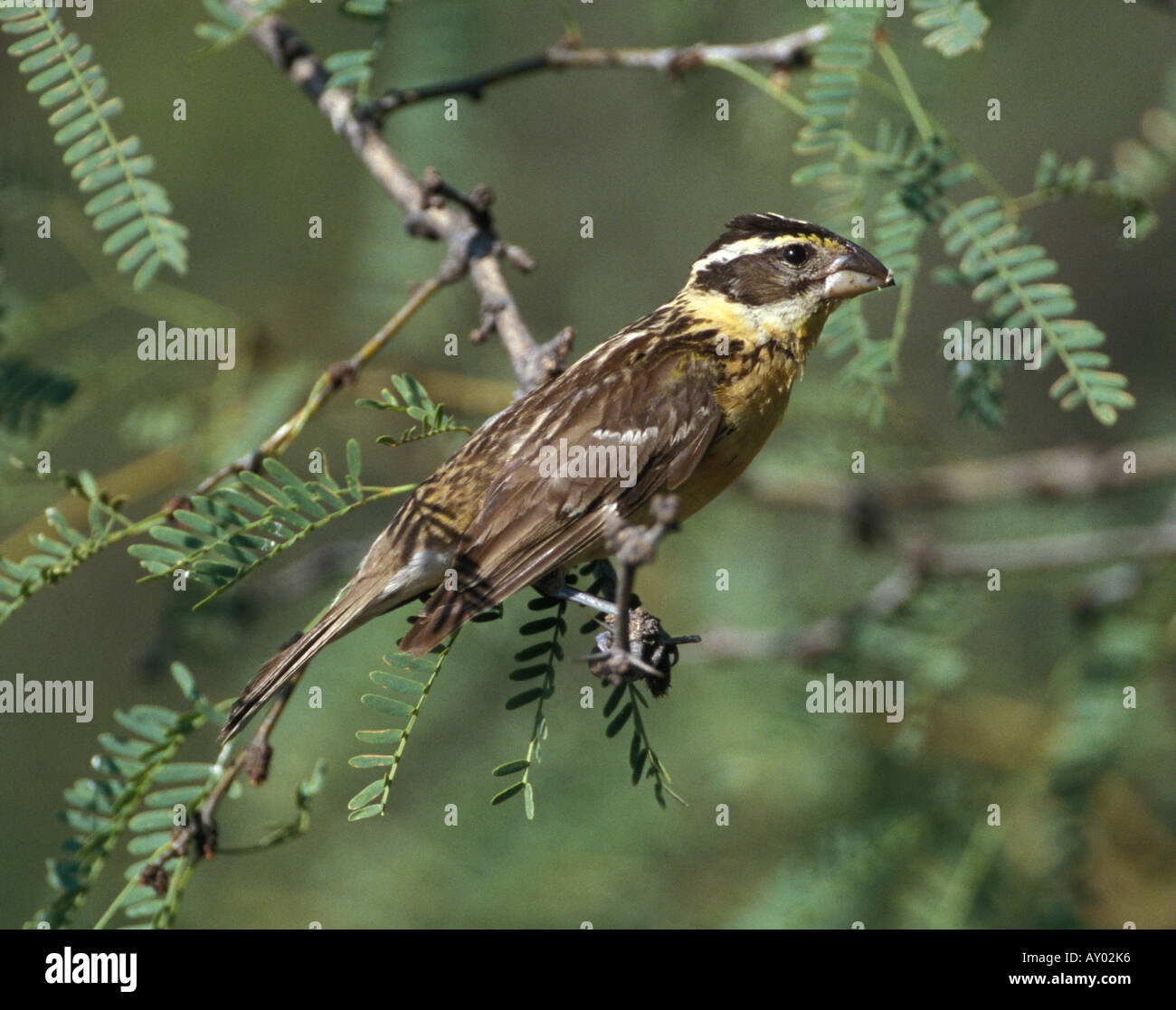 Female Black-headed Grosbeak Pheucticus melanocephalus - Portal ...