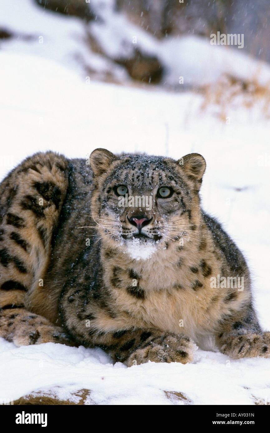Spotted Snow Leopard sitting in snow Stock Photo - Alamy