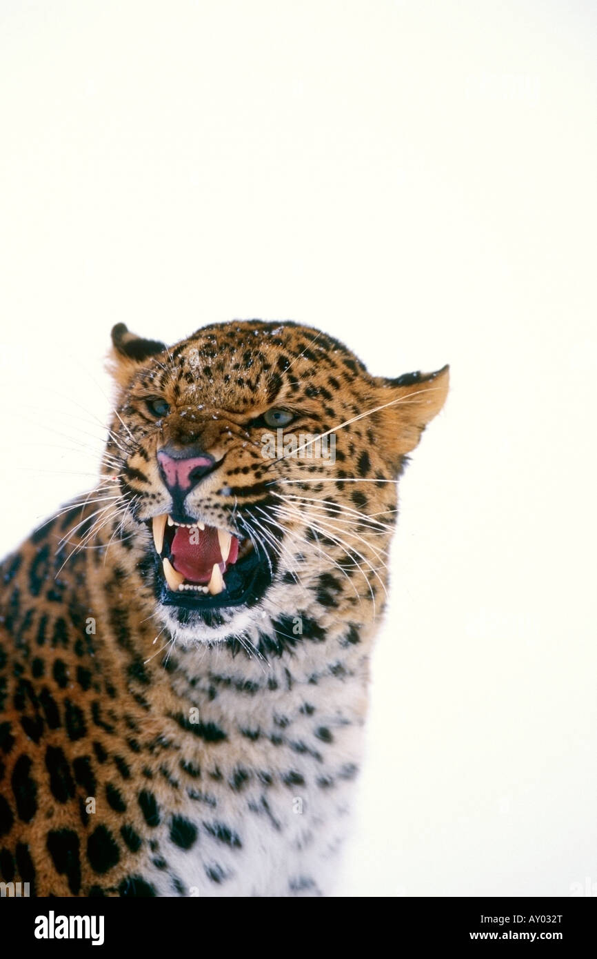 Amur leopard snow hi-res stock photography and images - Alamy