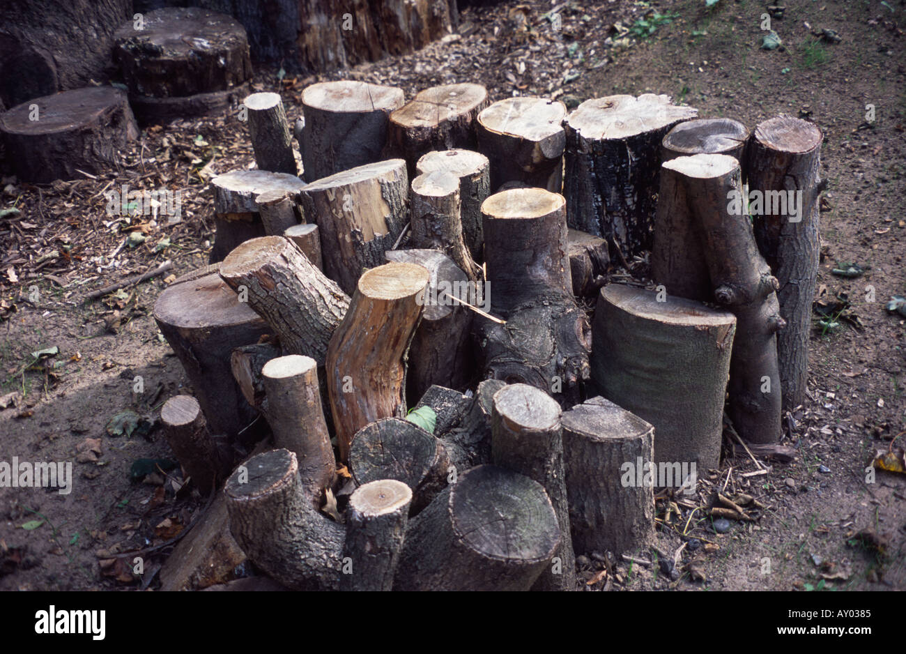 Stag beetles habitat Kew Gardens, Surrey, UK Stock Photo - Alamy