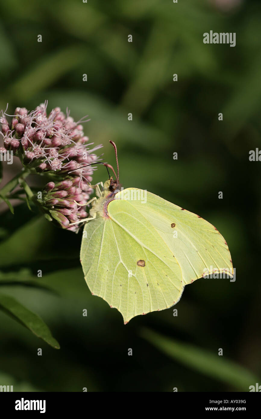 Brimstone at rest hi-res stock photography and images - Alamy