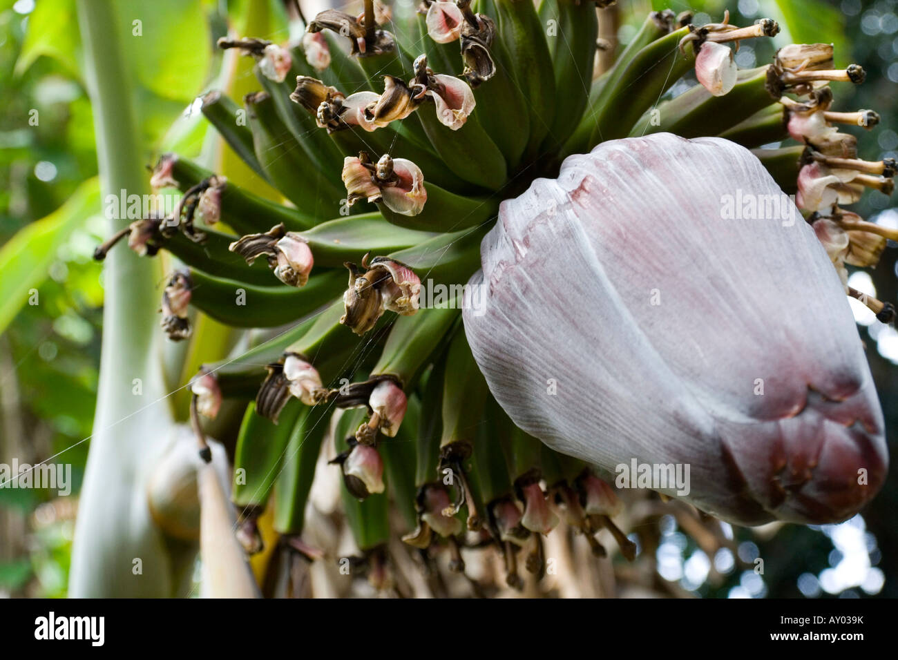 A banana plant in the Hawaiian jungle Stock Photo - Alamy