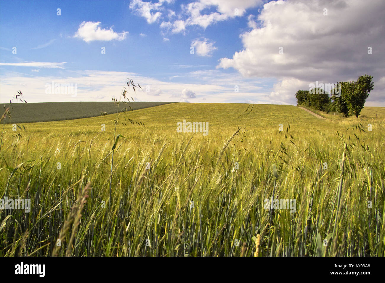 Landscape in summer Stock Photo - Alamy