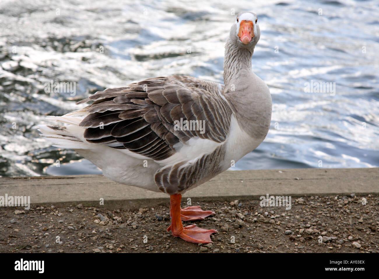 Duck looking at the camera Stock Photo - Alamy