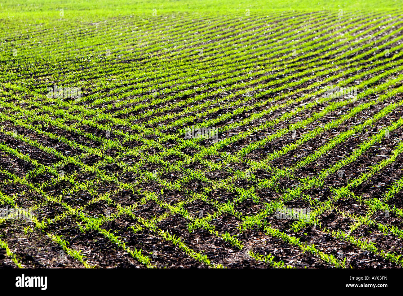 Soy bean field and tractor hi-res stock photography and images - Alamy