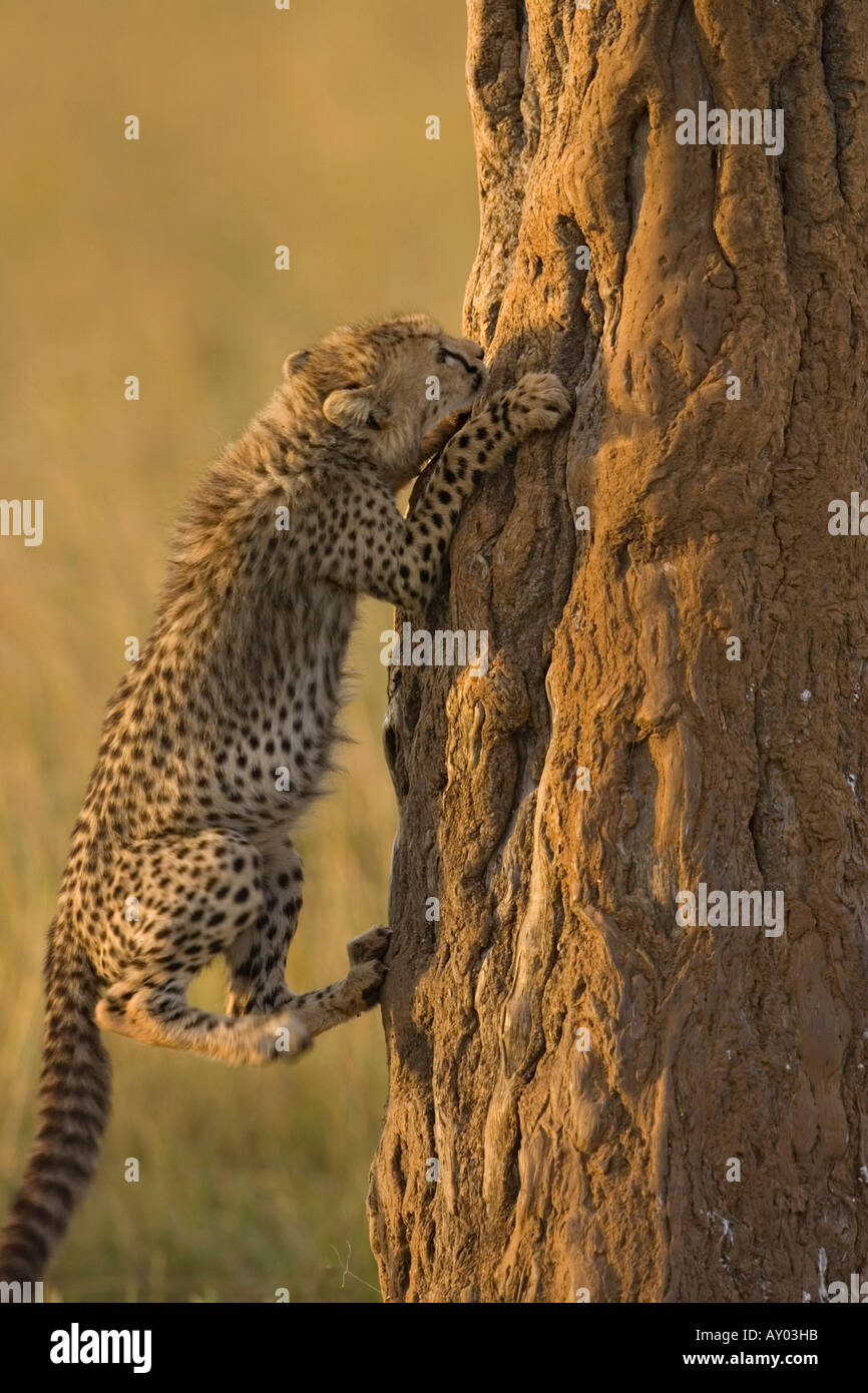 young cheetah cub trying to climb tree trunk Maasai Mara Game reserve ...