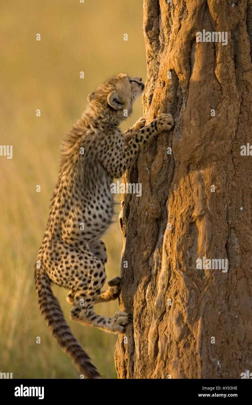 Cheetah Cub Climb High Resolution Stock Photography and Images - Alamy
