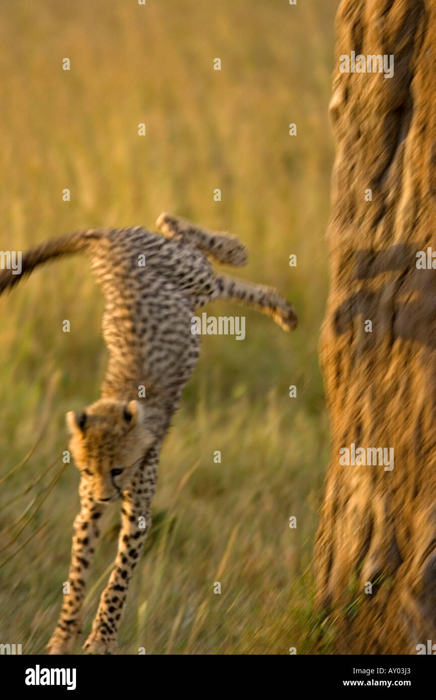 Cheetah jumping from tree hi-res stock photography and images - Alamy