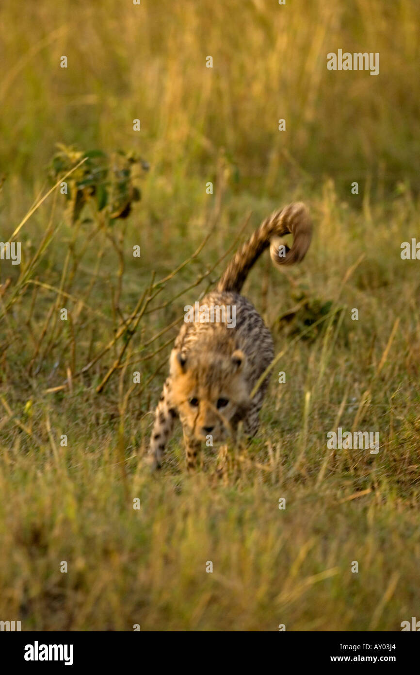 young cheetah cub racing round in grass Maasai Mara Game reserve Kenya ...