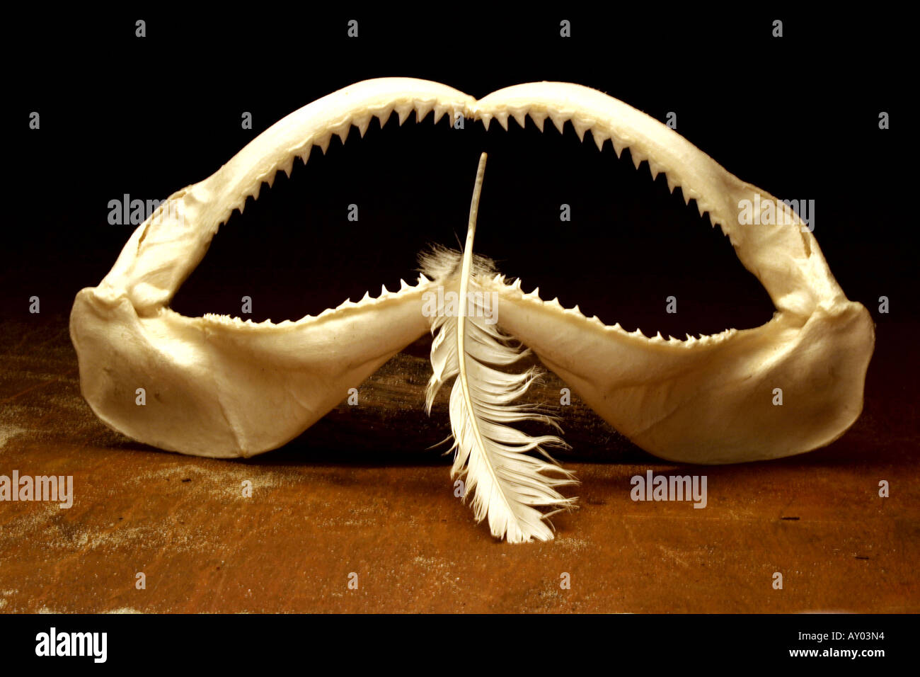 Tiger shark attack bird hi-res stock photography and images - Alamy