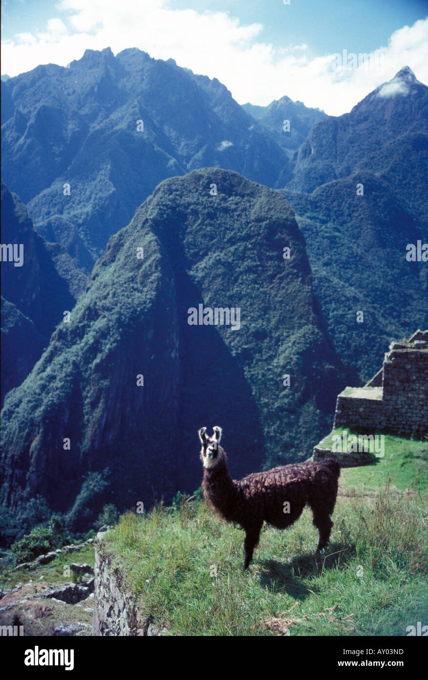 Lama machu picchu andes inca trail peru hi-res stock photography and ...