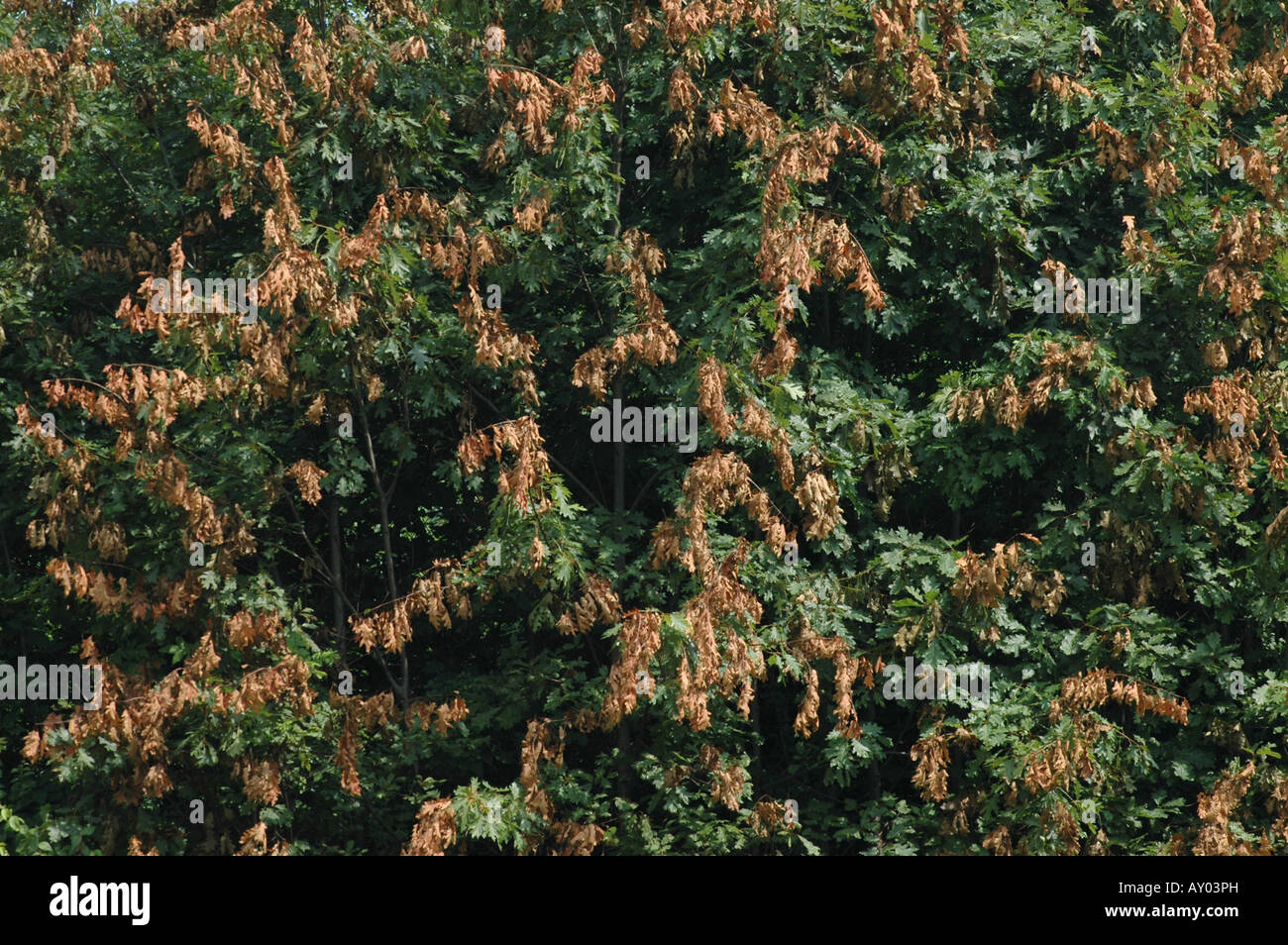 tree damage periodical cicada 17 year Stock Photo - Alamy