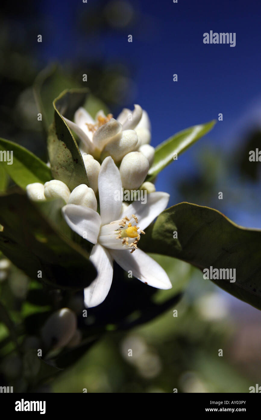 Azahar flower hi-res stock photography and images - Alamy