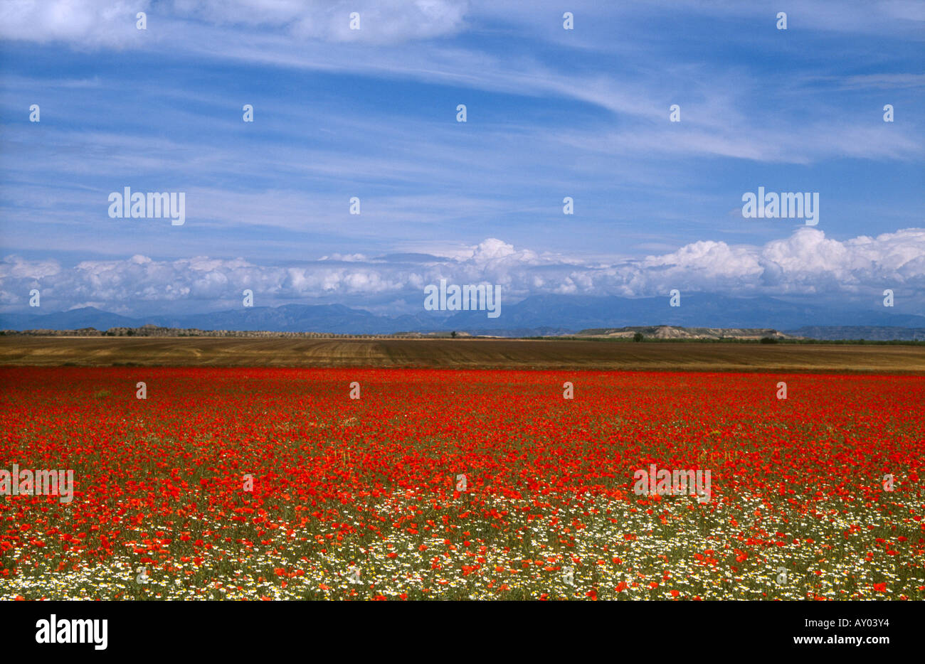 Poppies flowers blue sky clouds hi-res stock photography and images - Alamy