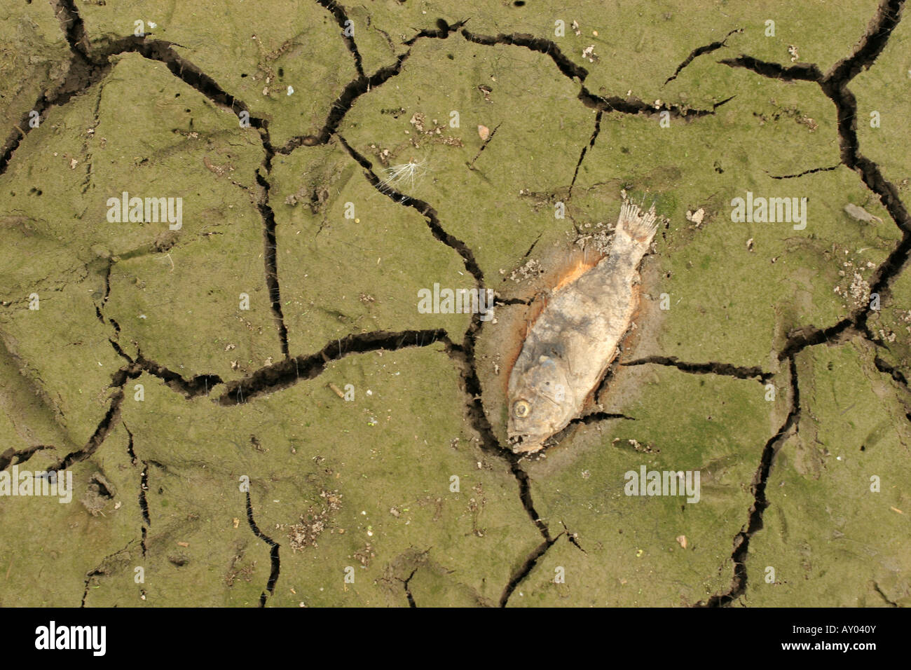dead fish dried dry pond Stock Photo - Alamy